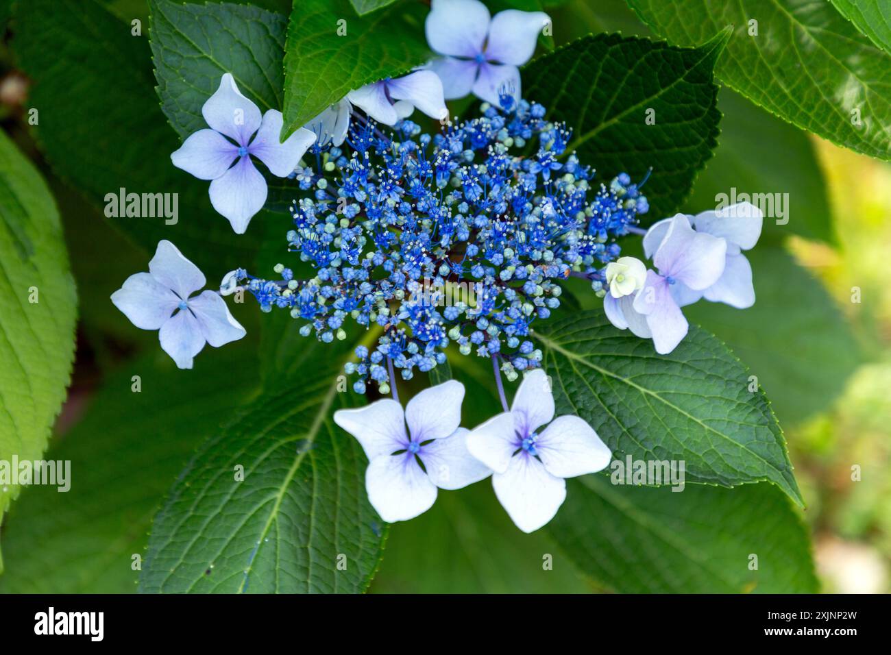 Clerodendrum bungei, commonly known as rose glory bower, glory flower ...