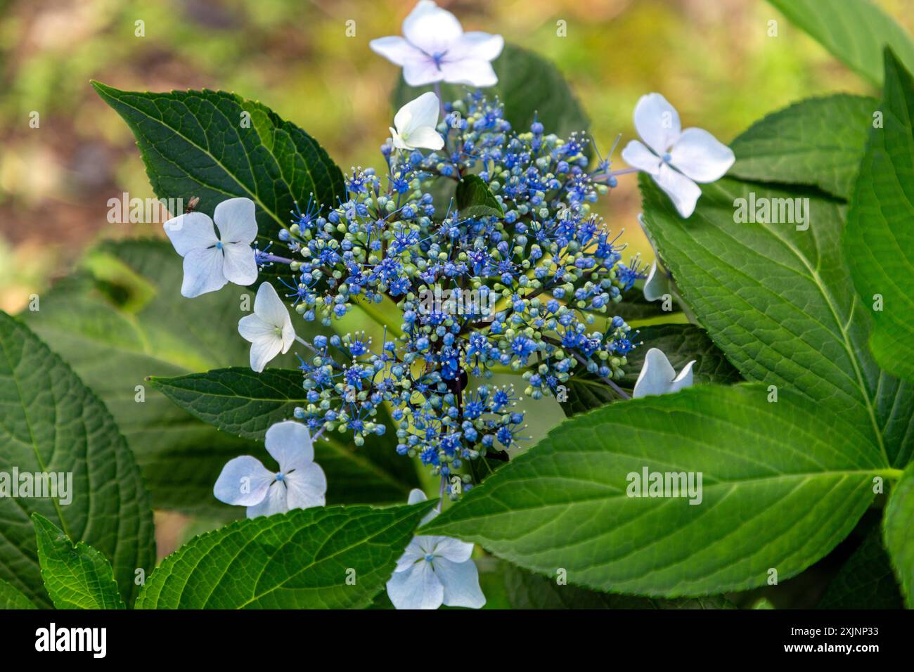 Clerodendrum bungei, commonly known as rose glory bower, glory flower ...