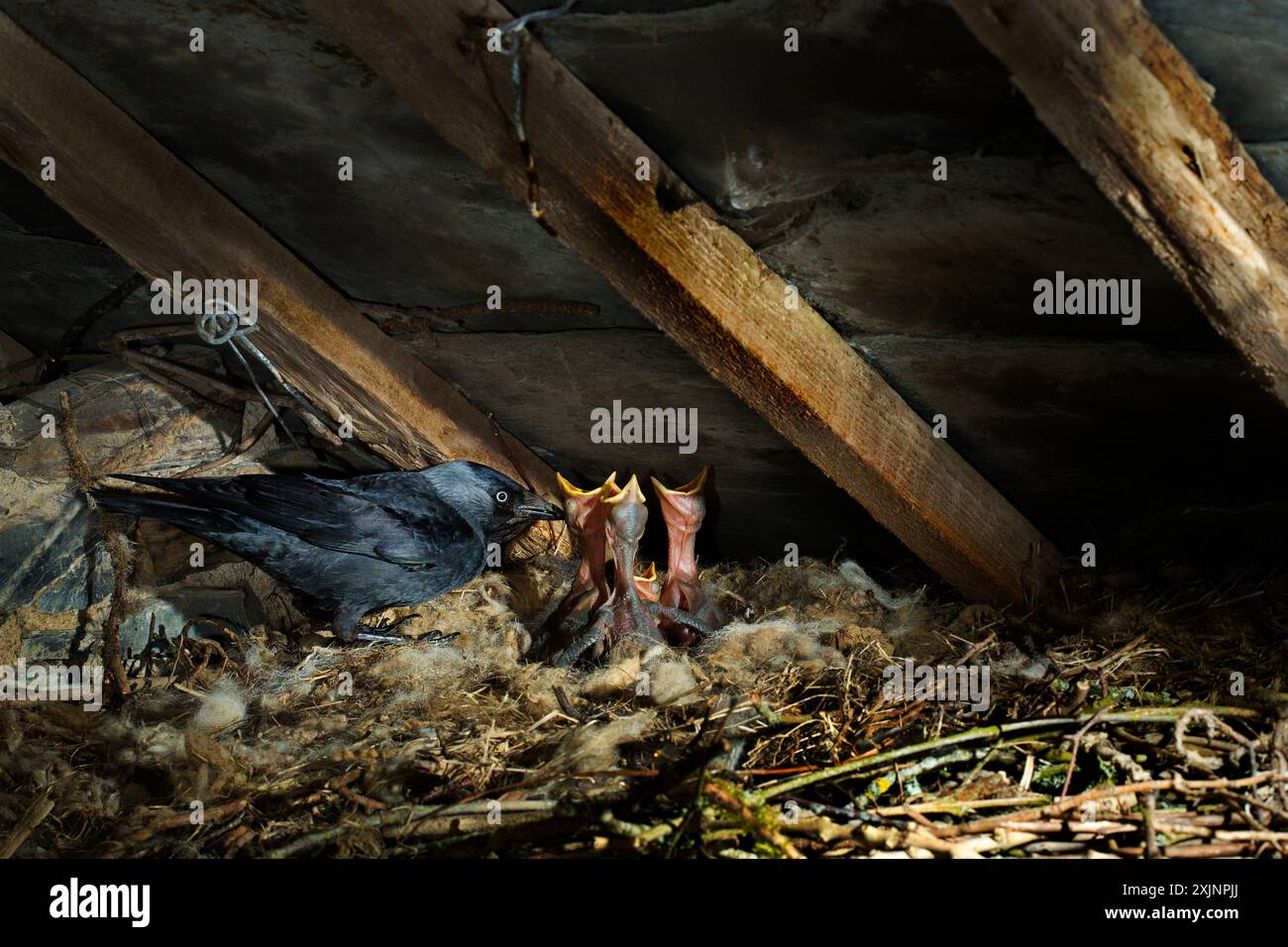 Jackdaw nesting in attic UK Stock Photo - Alamy