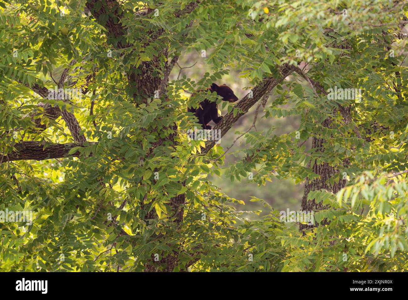 A black bear cub on a branch in a large tree in summer in Tennessee ...