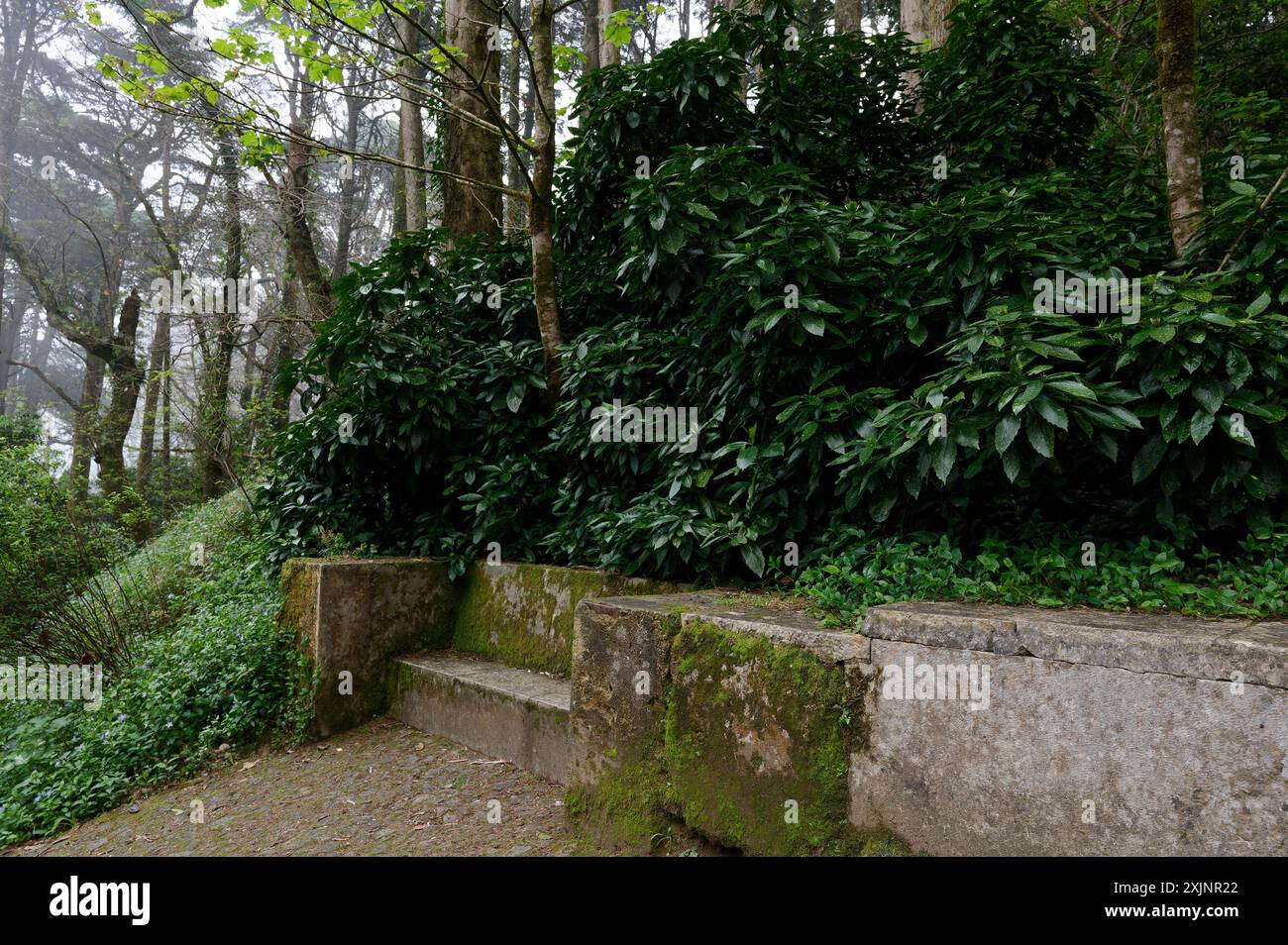A moss-covered stone bench nestled among lush greenery and trees in the ...