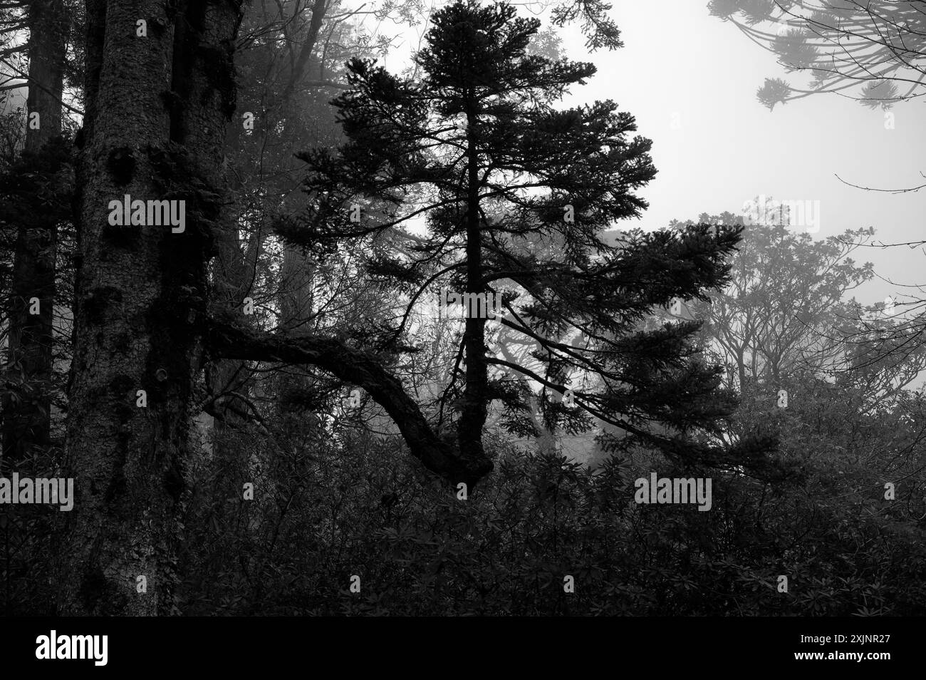 Crooked gowing tree amid the dense forests of Pena palace Stock Photo ...