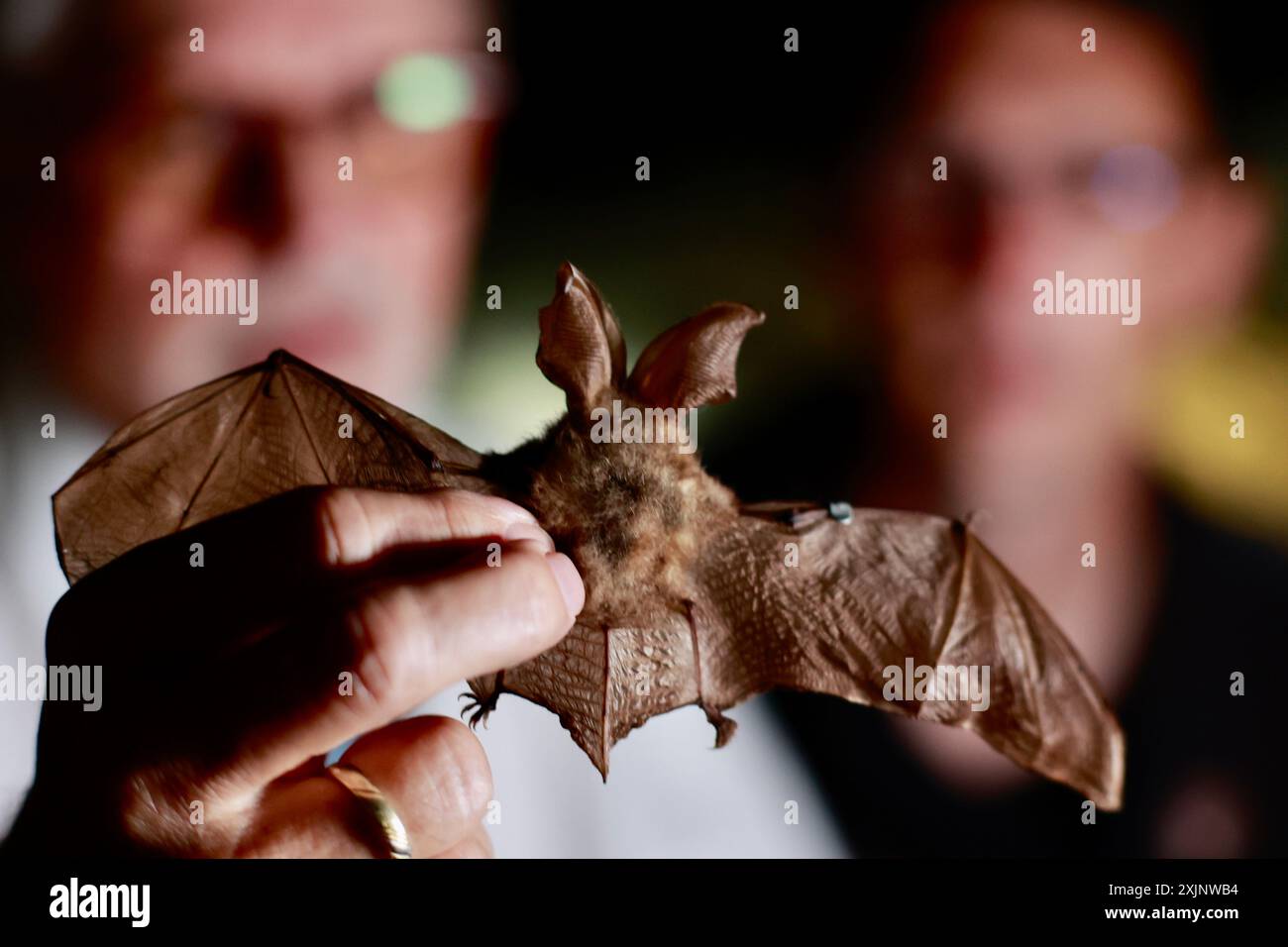19 July 2024, Thuringia, Rottleben: Bat expert Wolfgang Sauerbier shows ...