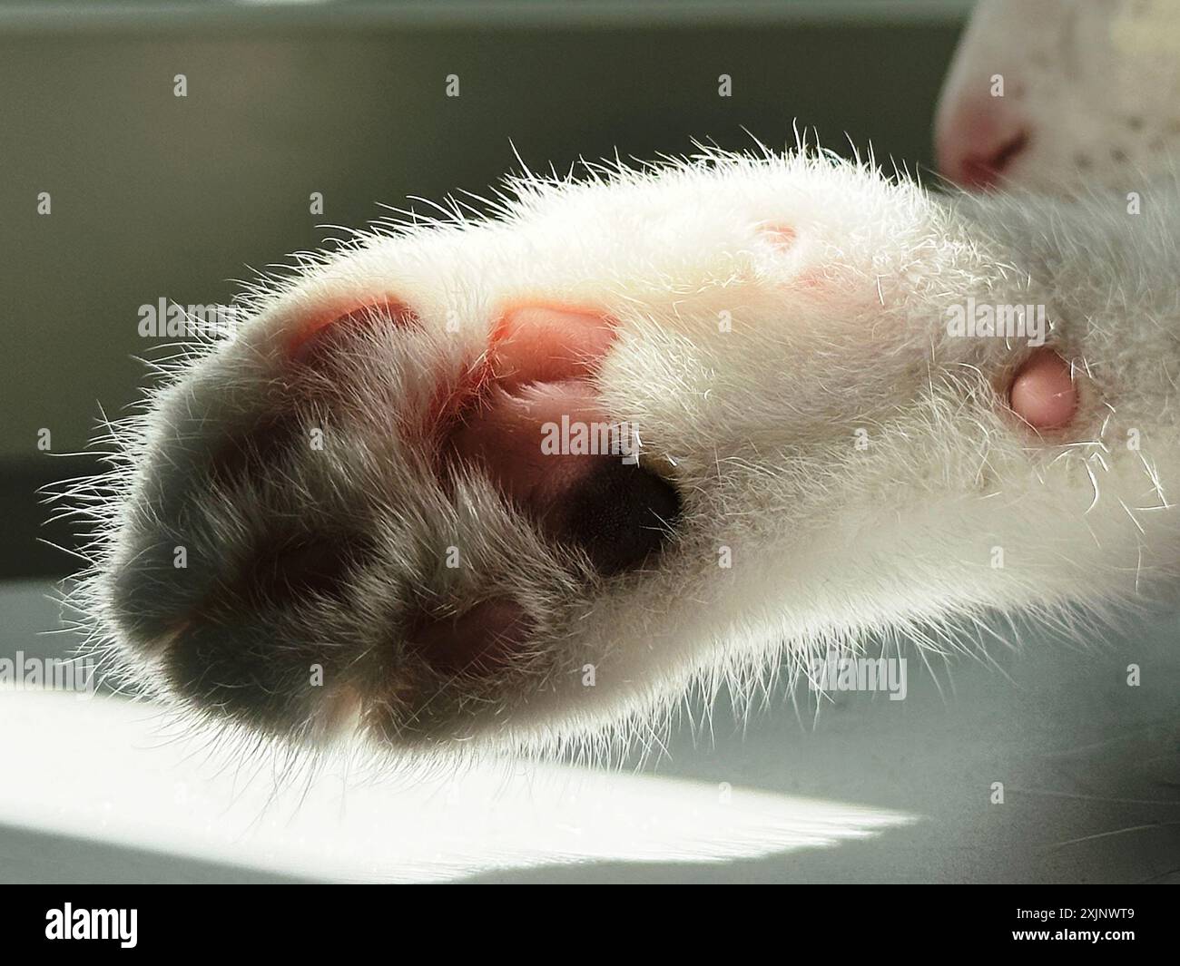 Cat foot with pink paw and fluffy fur in the sun Stock Photo - Alamy