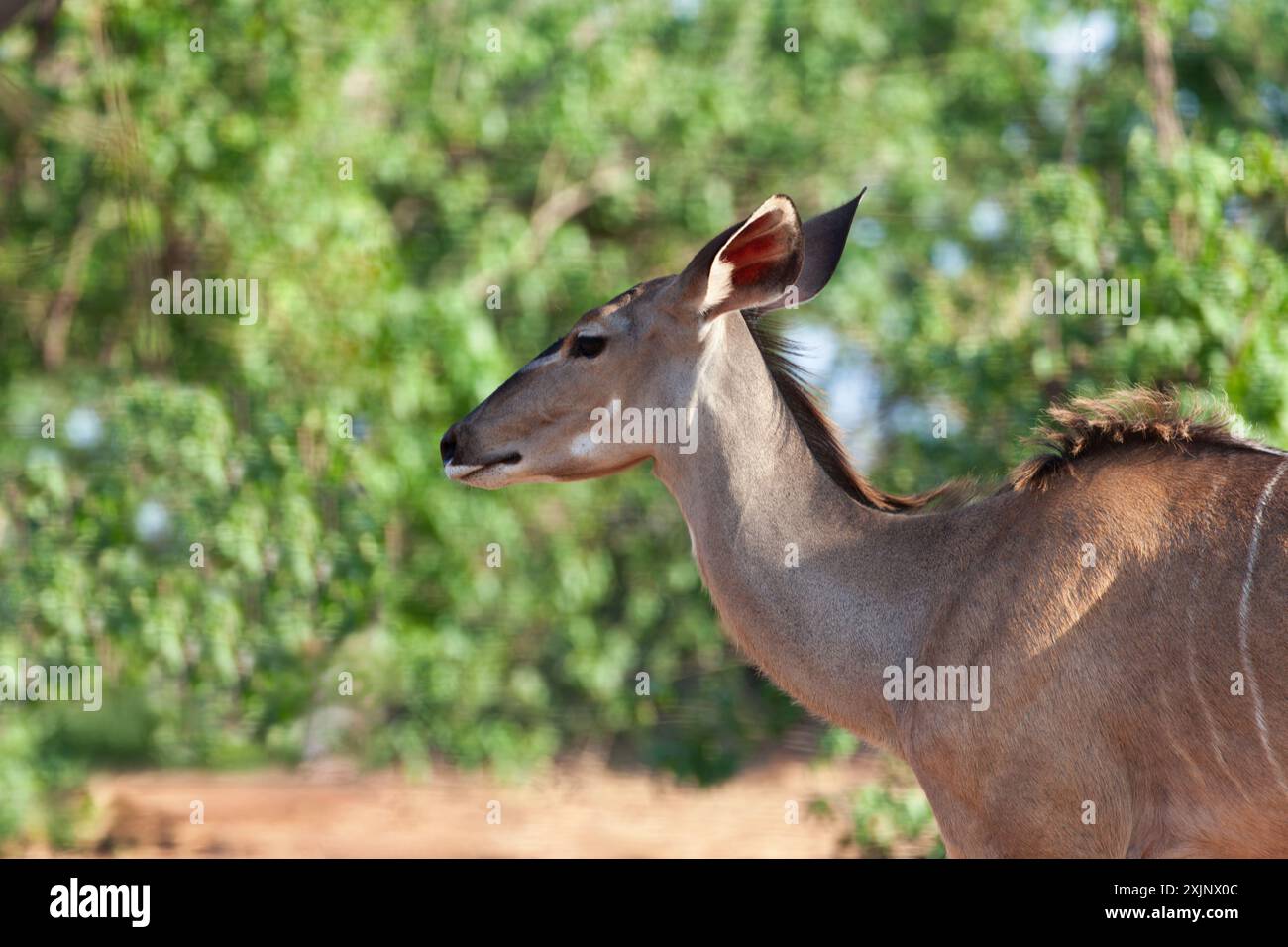 single female kudu, young antelope walking in the african bush Stock ...