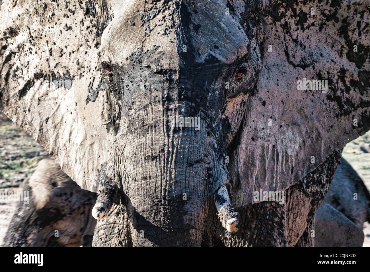portrait of single elephant aggressive, protecting his herd in the bush ...