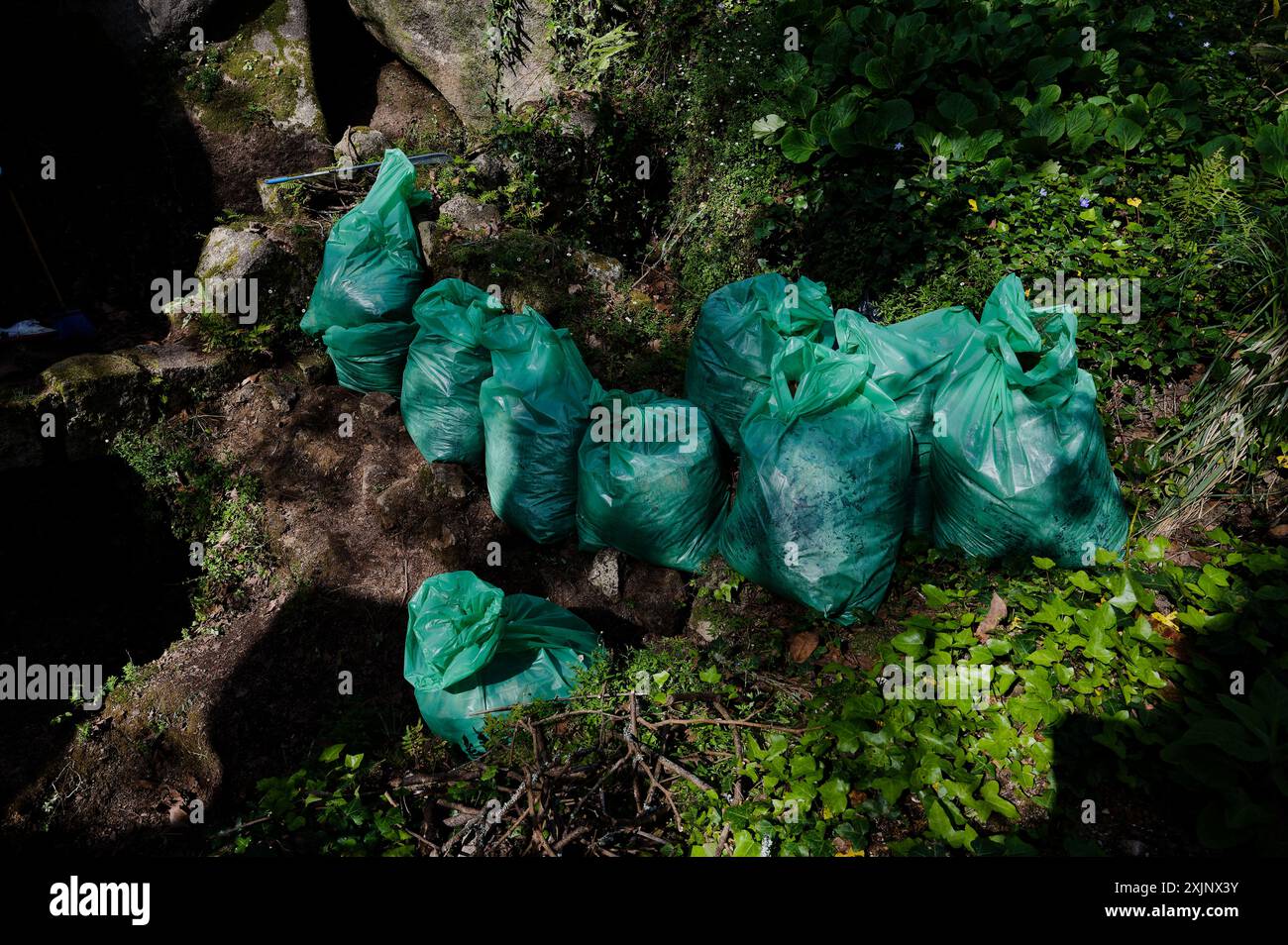 Green garbage bags filled with vegetation and debris amidst dense ...