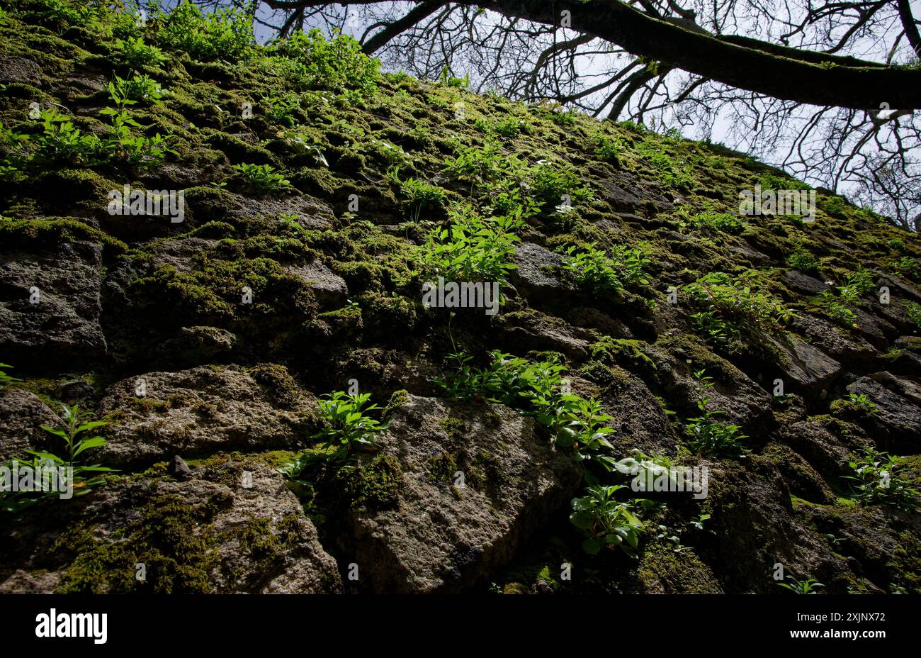 Lush green foliage growing along the stone walls of the moorish castle ...