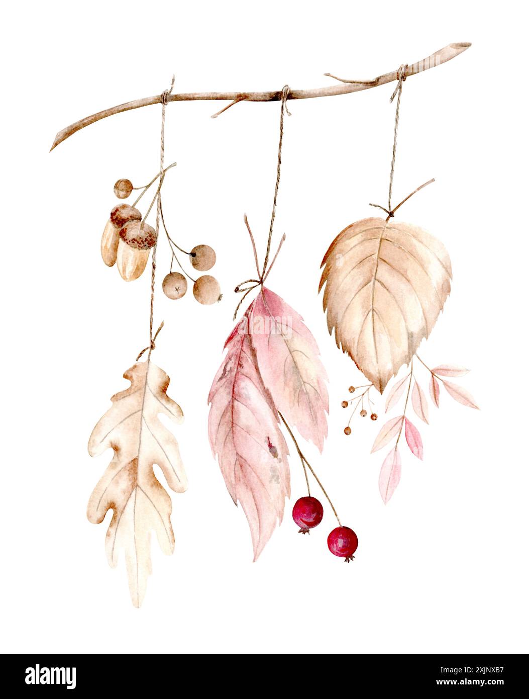 Hand drawn decorative oak Cut Out Stock Images & Pictures - Alamy