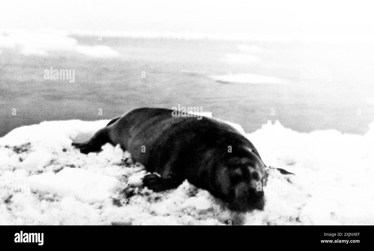 Seal hunting on a whaling ship from Dundee, Scotland, off Greenland in ...