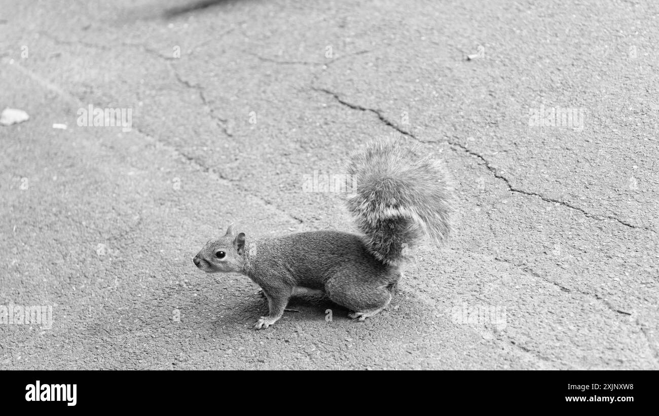rodent animal of squirrel. wild squirrel with fluffy tail. rodent ...