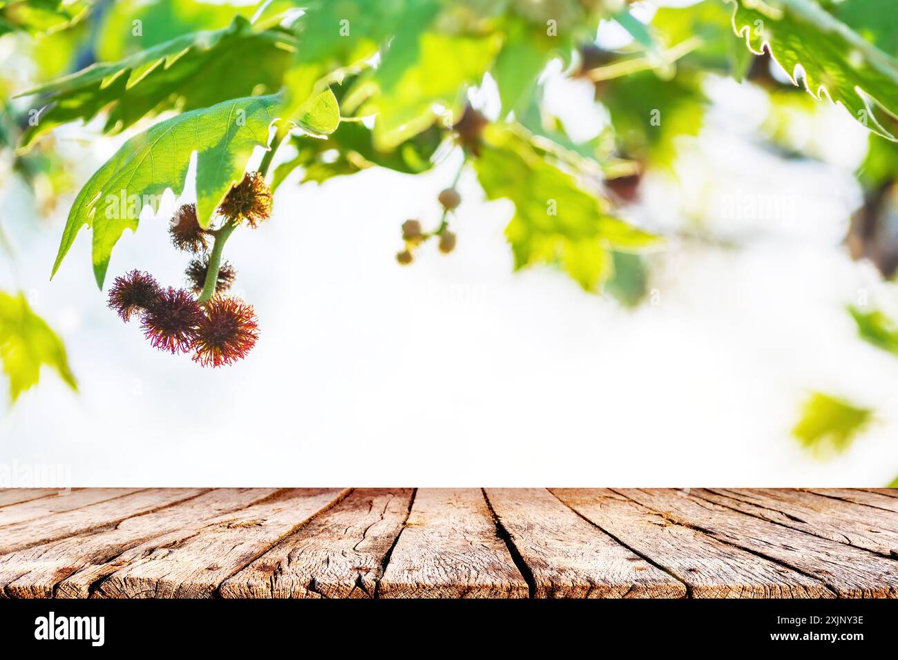 Nature background with green leaves and empty wooden table Stock Photo ...