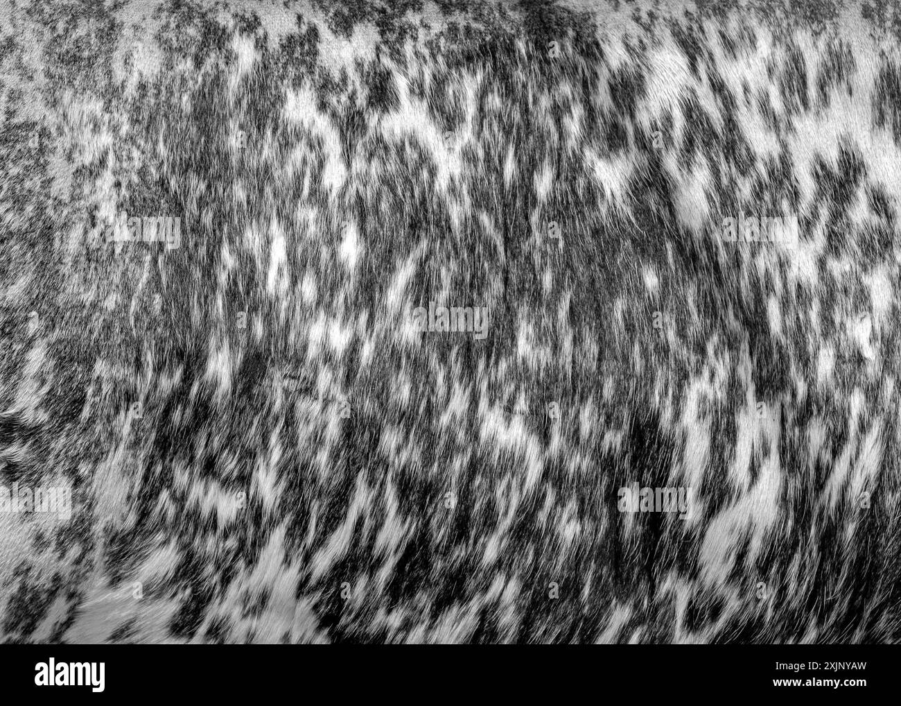 Gray live cow leather skin fur pattern texture Stock Photo - Alamy