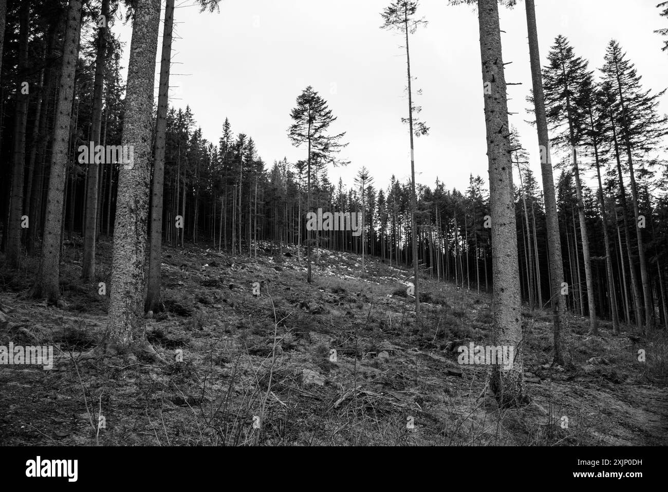 One famous tree in Black and White Stock Photos & Images - Alamy