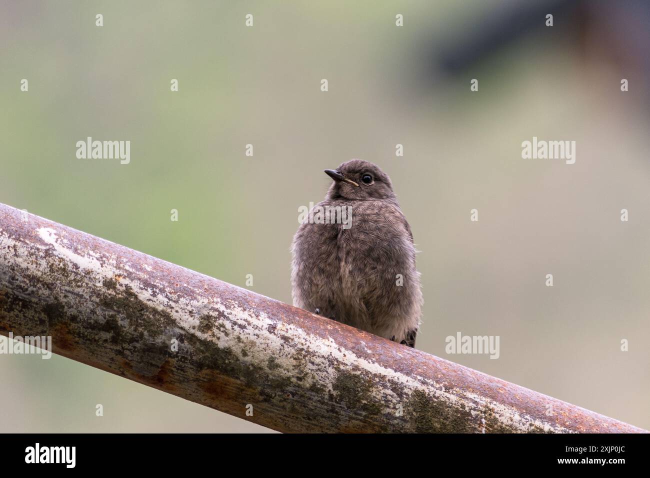 Phoenicurus ochruros, a small passerine bird perched on a rusty iron ...