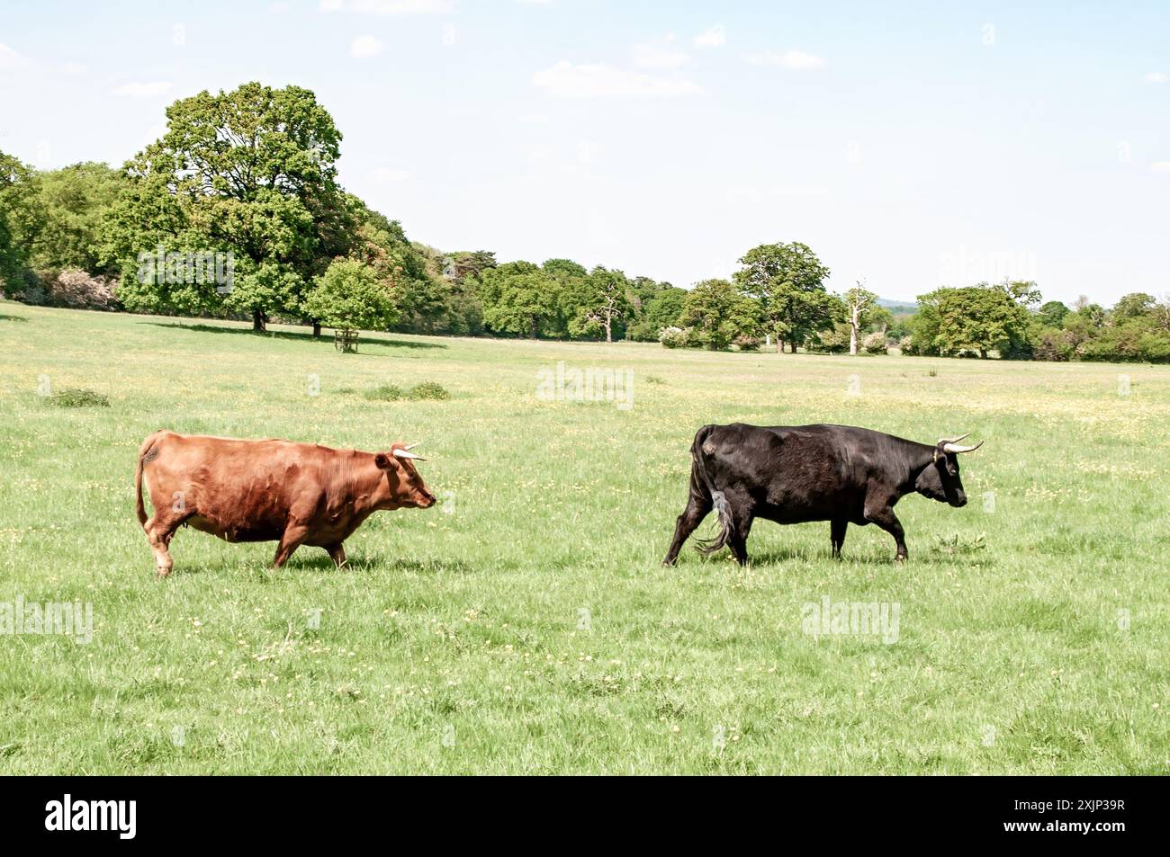 2 dexter cattle cross the meadow Stock Photo - Alamy