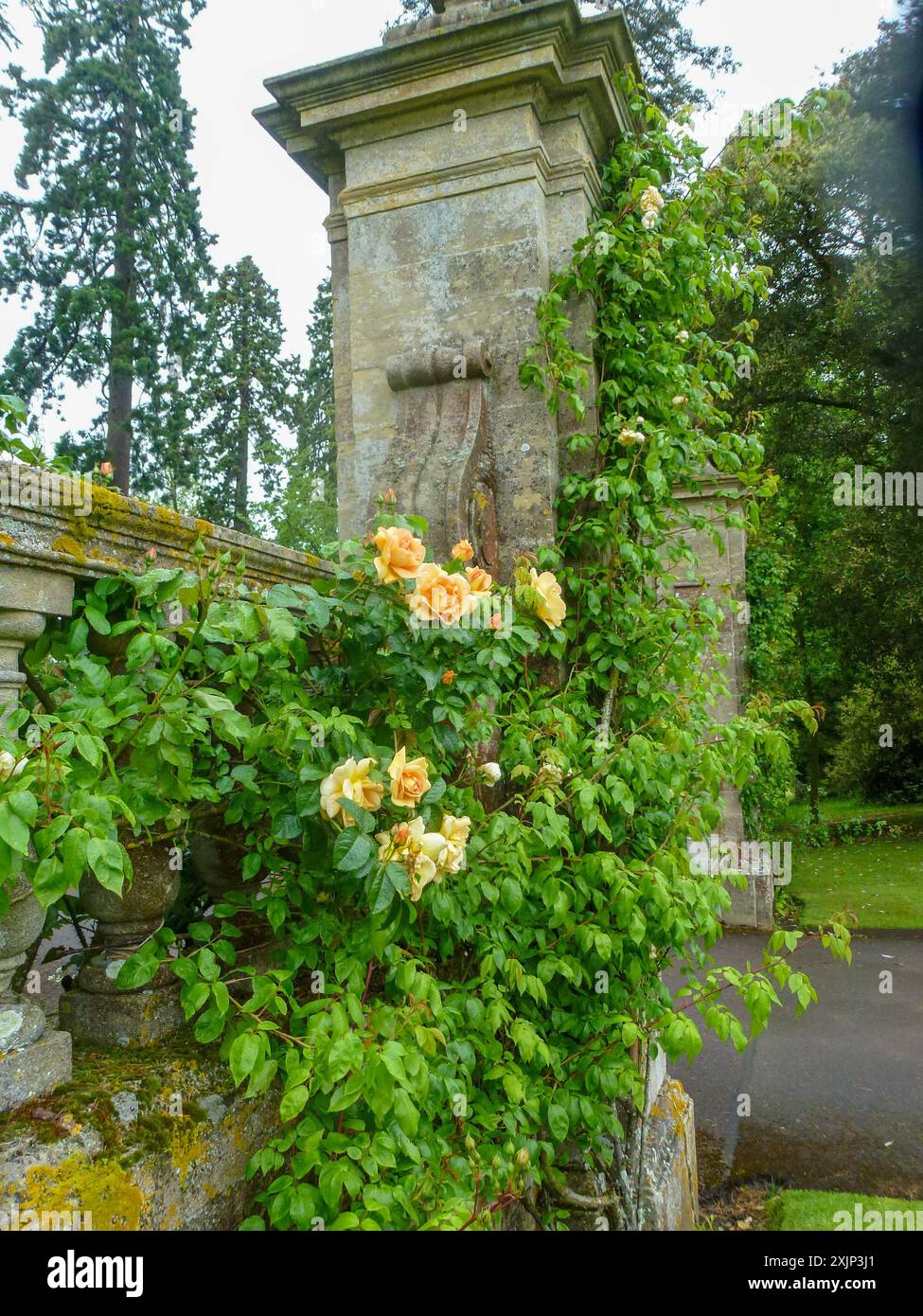 Yellow climbing rose hi-res stock photography and images - Alamy