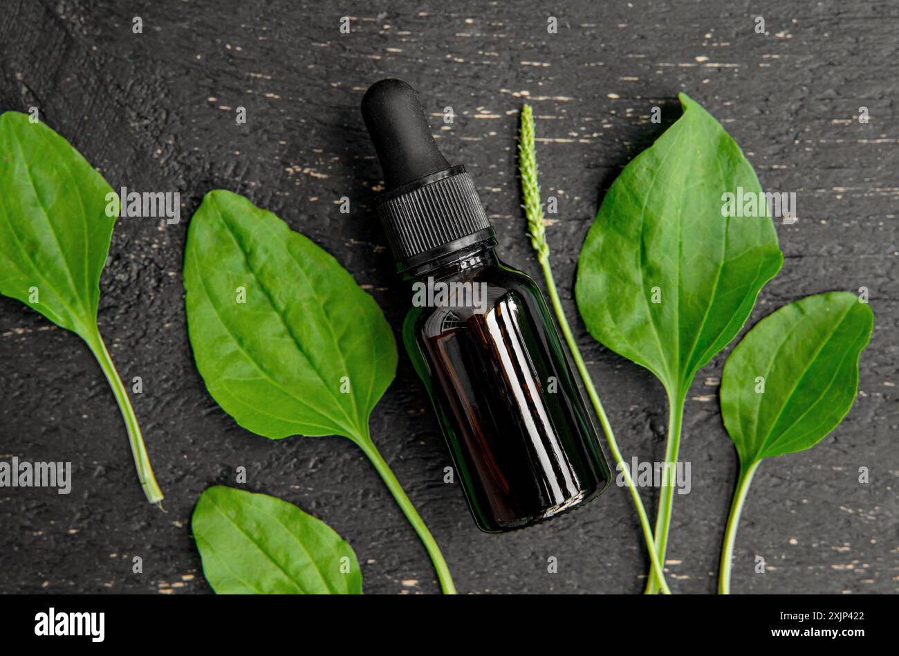Plantain or Plantago major tincture in brown pipette bottle, decorated ...