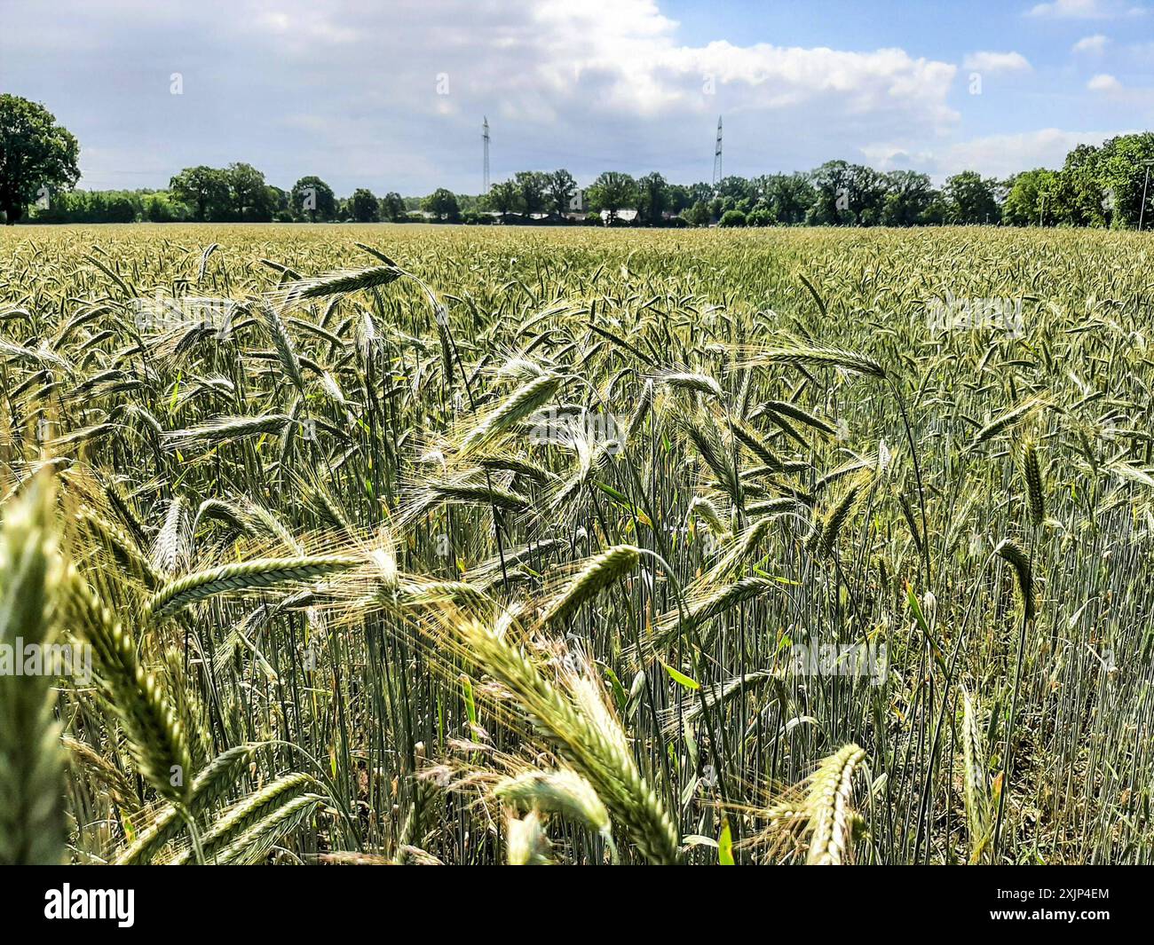Feld mit Roggen Getreide *** Field with rye grain Copyright: xLobeca ...