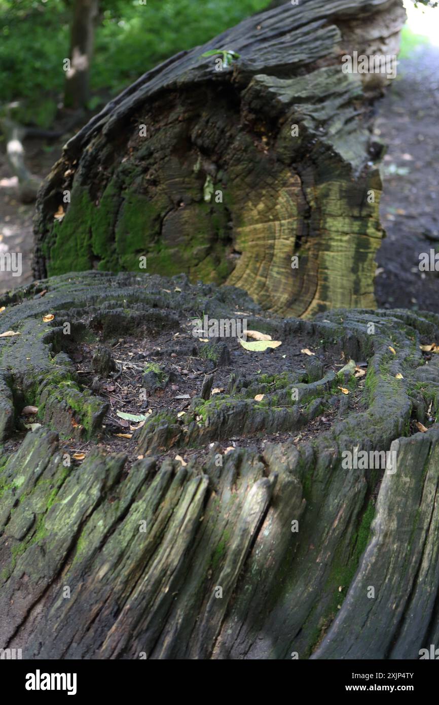 Fallen tree trunk with ribs deep ridges in trunk Stock Photo - Alamy