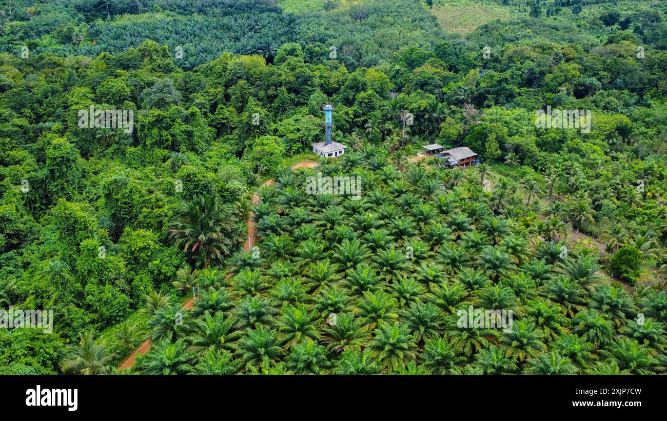 A palm oil farm next to a jungle in Thailand, seen from above Stock ...