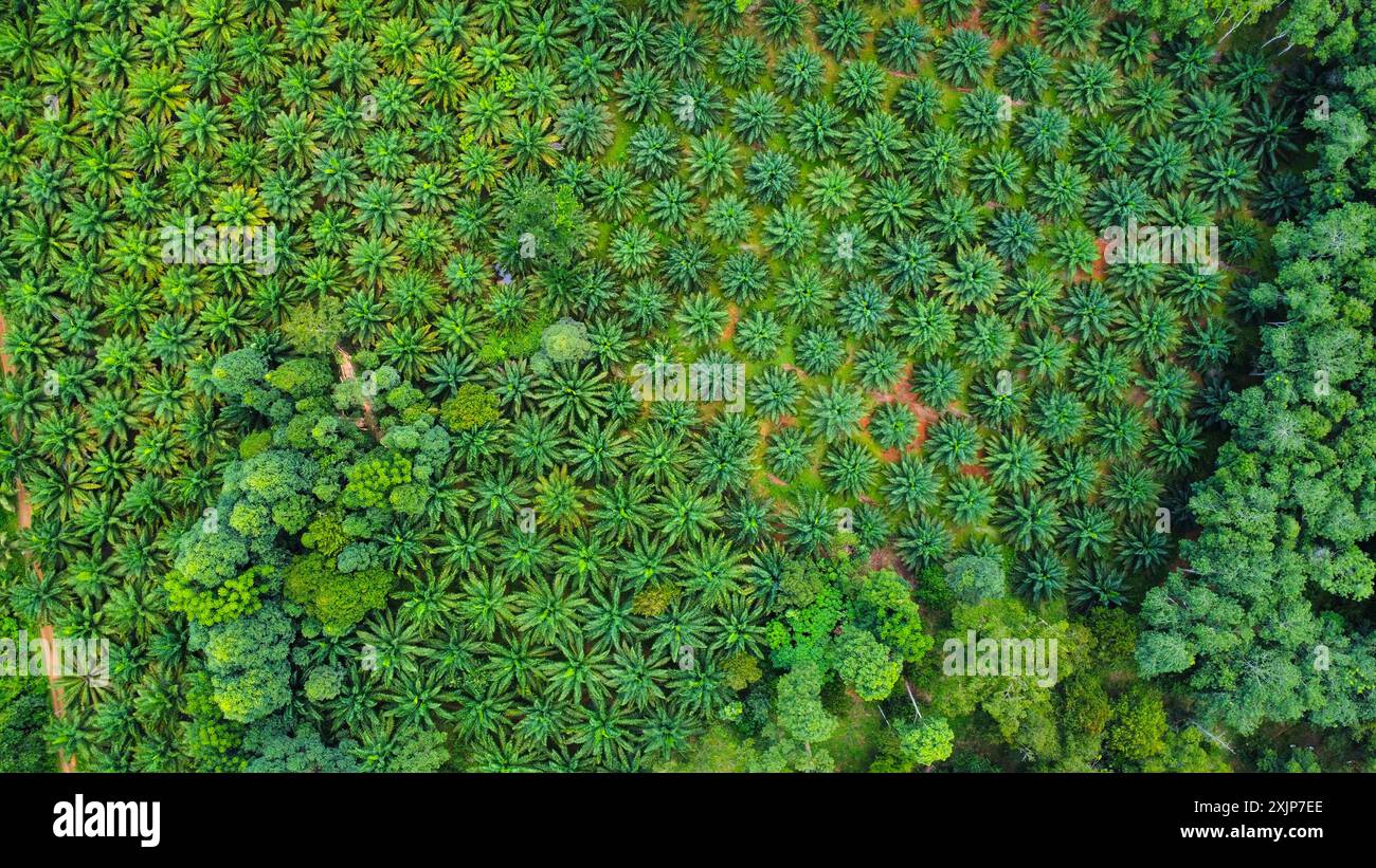 A palm oil farm next to a jungle in Thailand, seen from above Stock ...