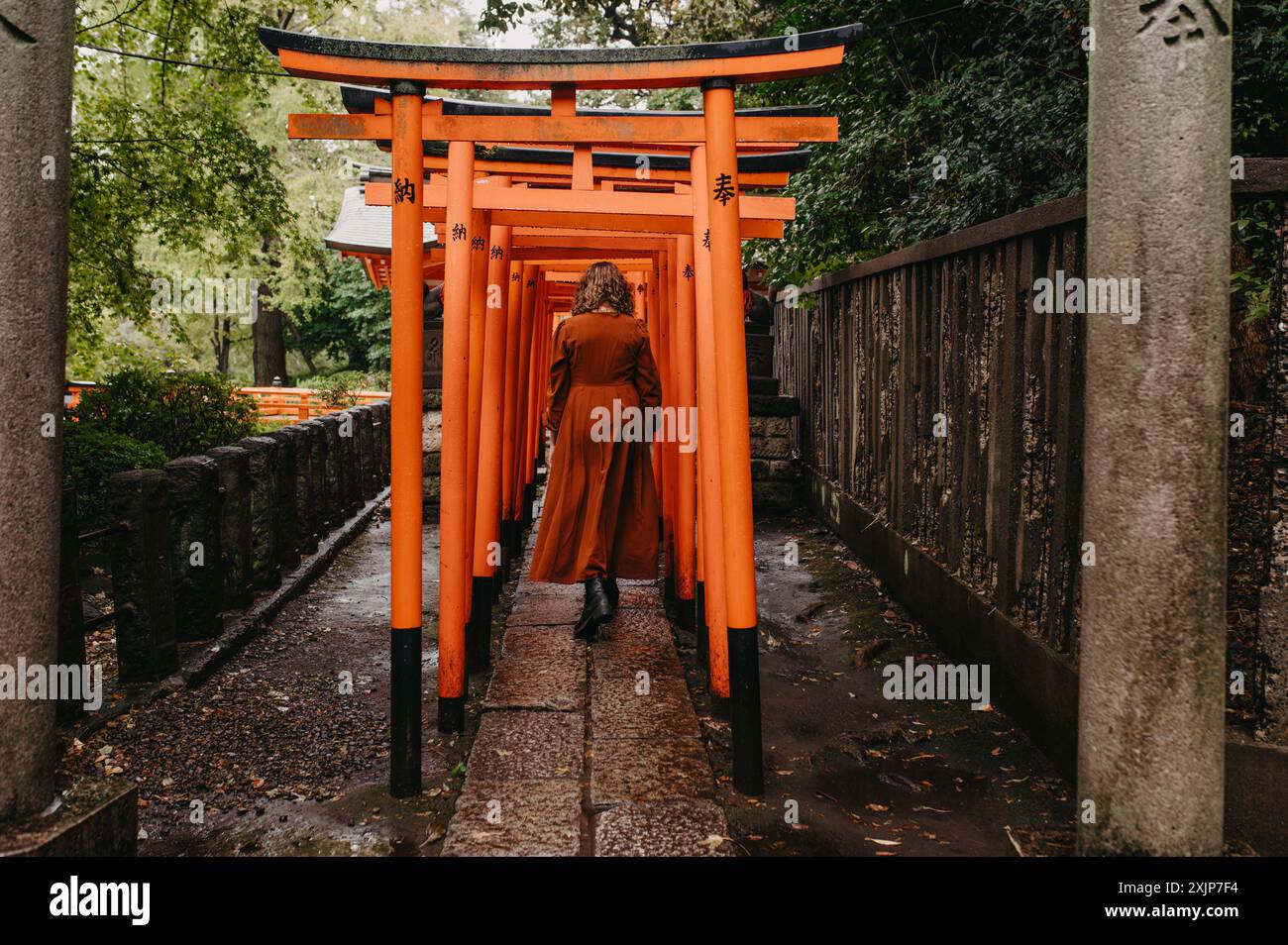 Traditional torii gates surrounded hi-res stock photography and images ...