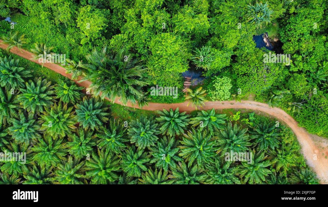 A palm oil farm next to a jungle in Thailand, separated by a path and a ...