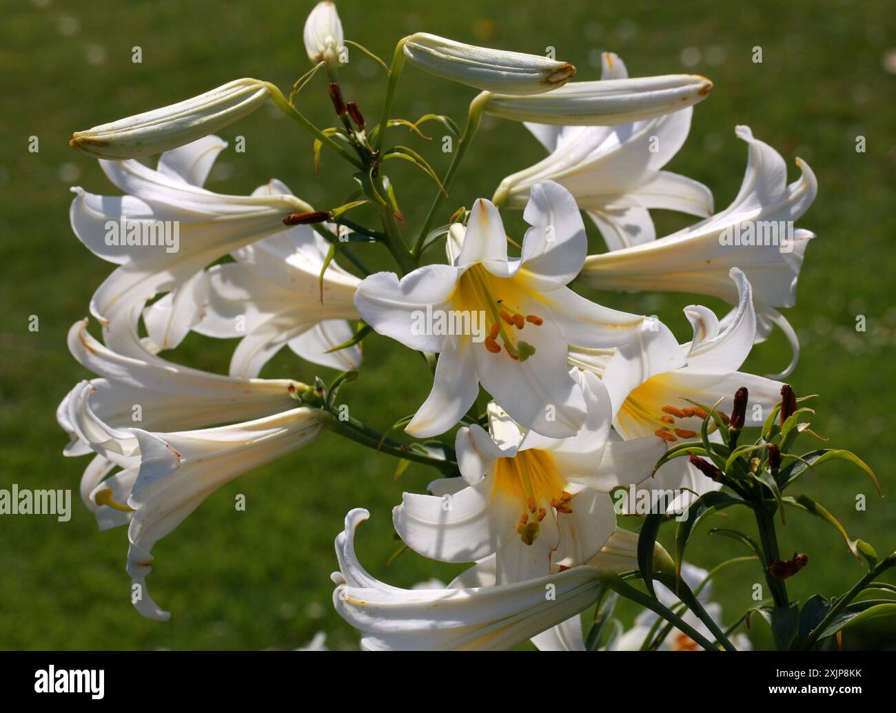 Easter Lilies, Lilium longiflorum, Liliaceae. UK. A species of plant ...