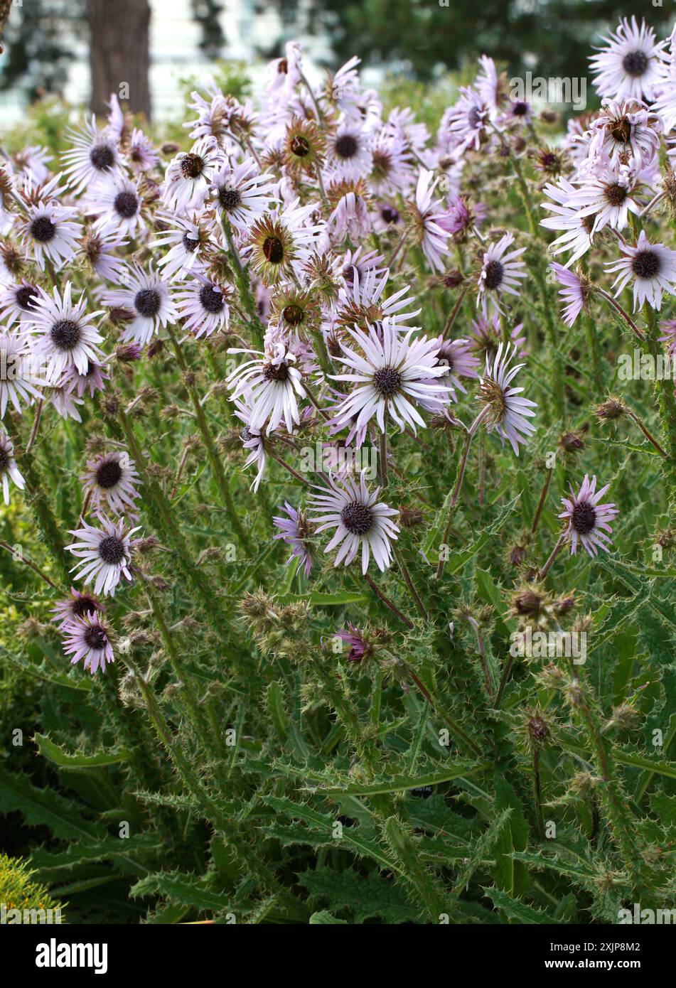 Thistle, Berkheya purpurea, Arctotideae, Asteraceae. Aka Purple ...