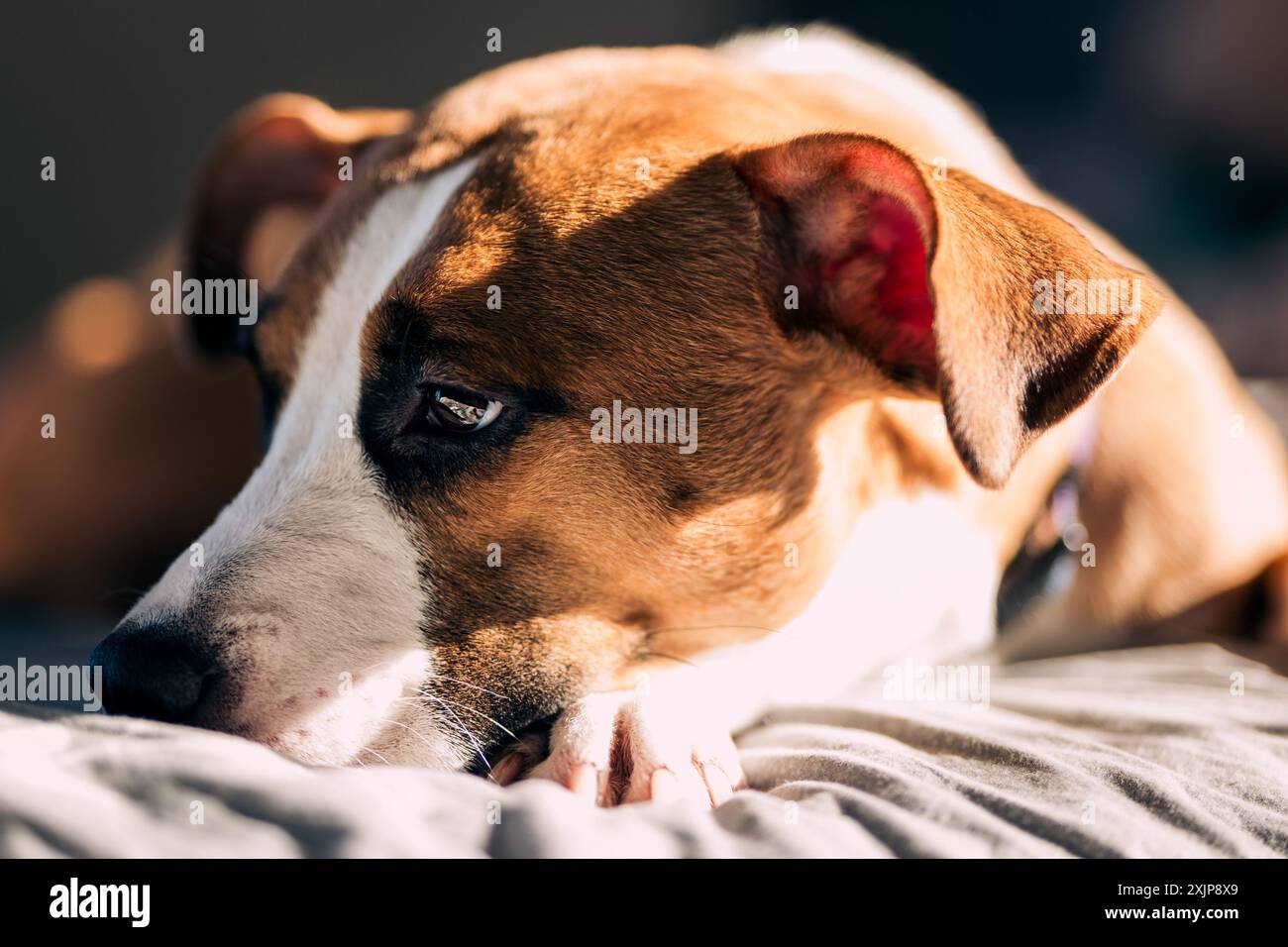 Puppy Dog Eyes Stock Photo - Alamy