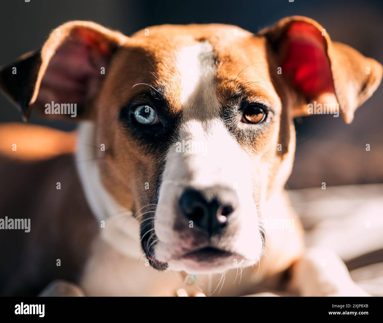 Cute puppy licks nose hi-res stock photography and images - Alamy