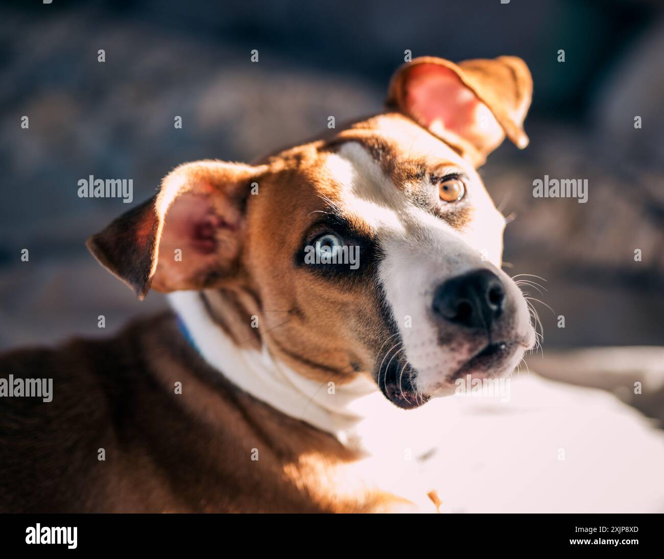 Puppy Dog Eyes Stock Photo - Alamy