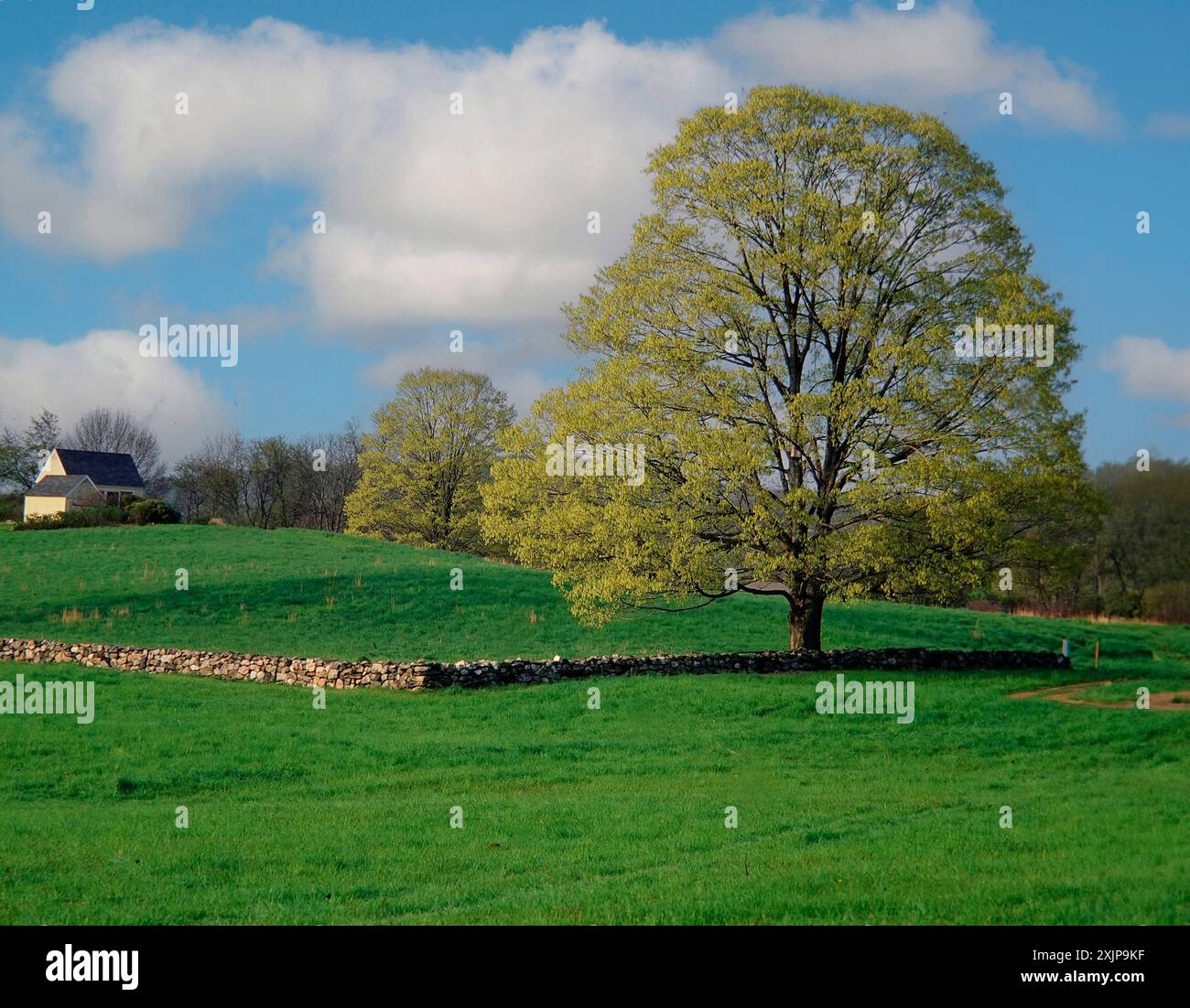 The image showcases a vast expanse of green grass, with a lone tree ...