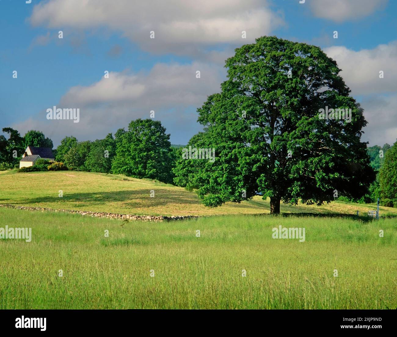 Large lush tree surrounded hi-res stock photography and images - Alamy