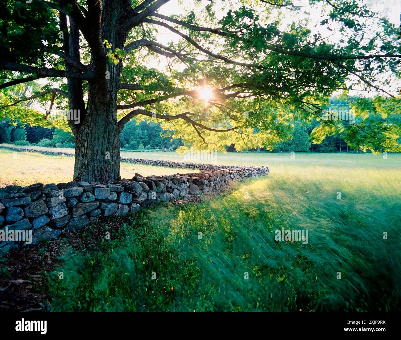Tall tree with sprawling branches hi-res stock photography and images ...