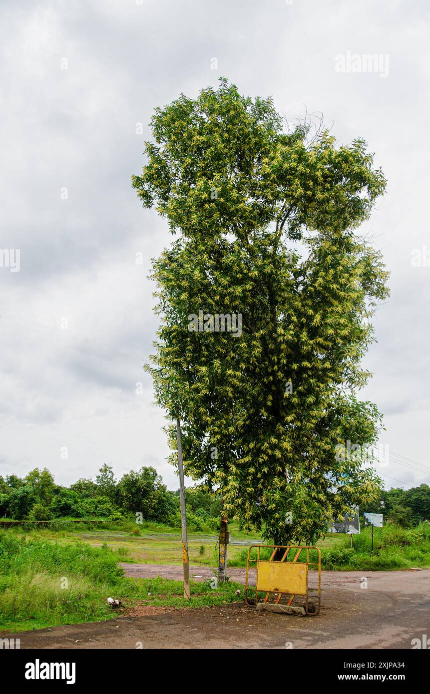 Acacia tree in full hi-res stock photography and images - Alamy