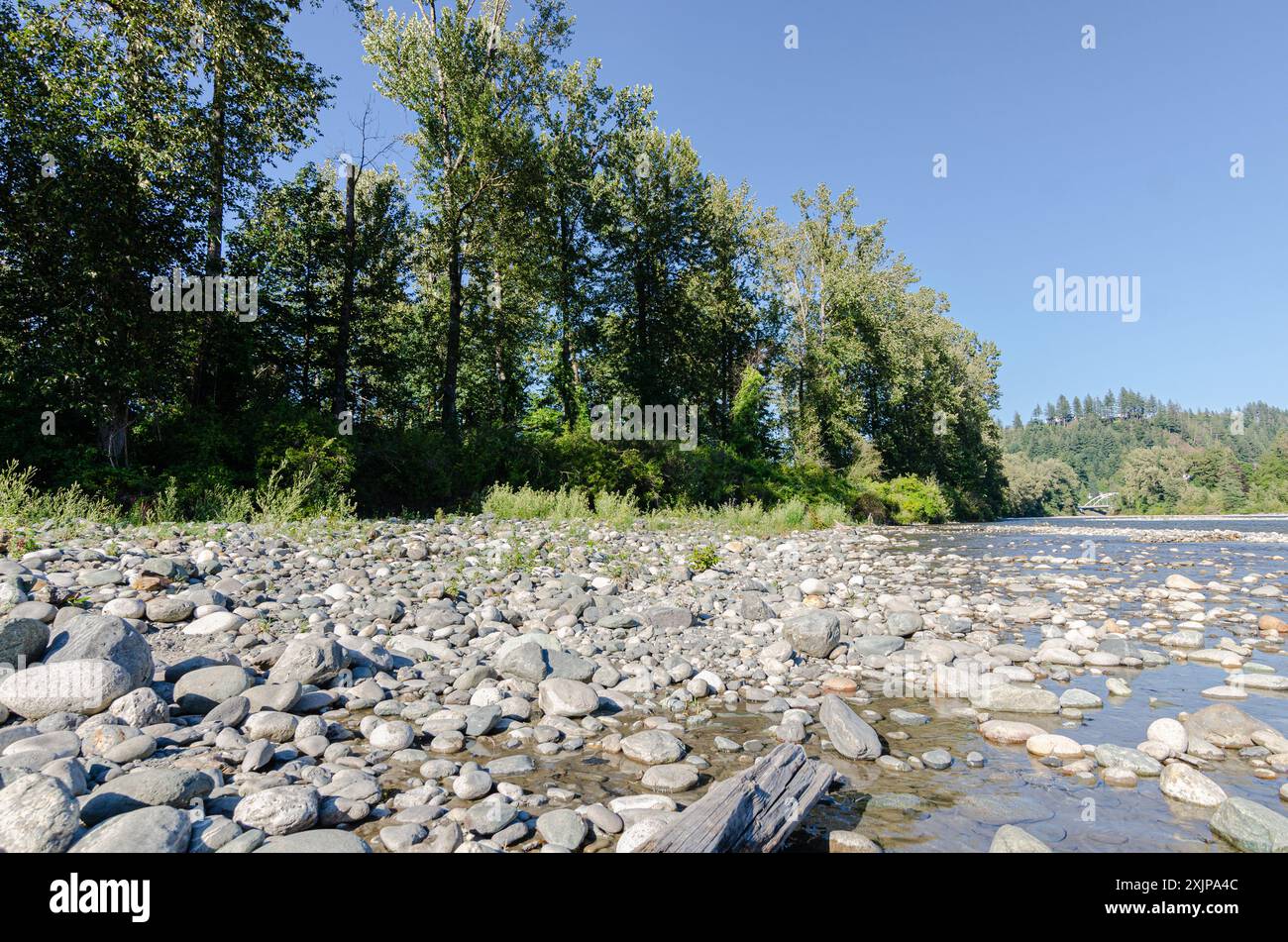 Smooth round pebbles on a riverbed with cedar trees on the bank Stock ...