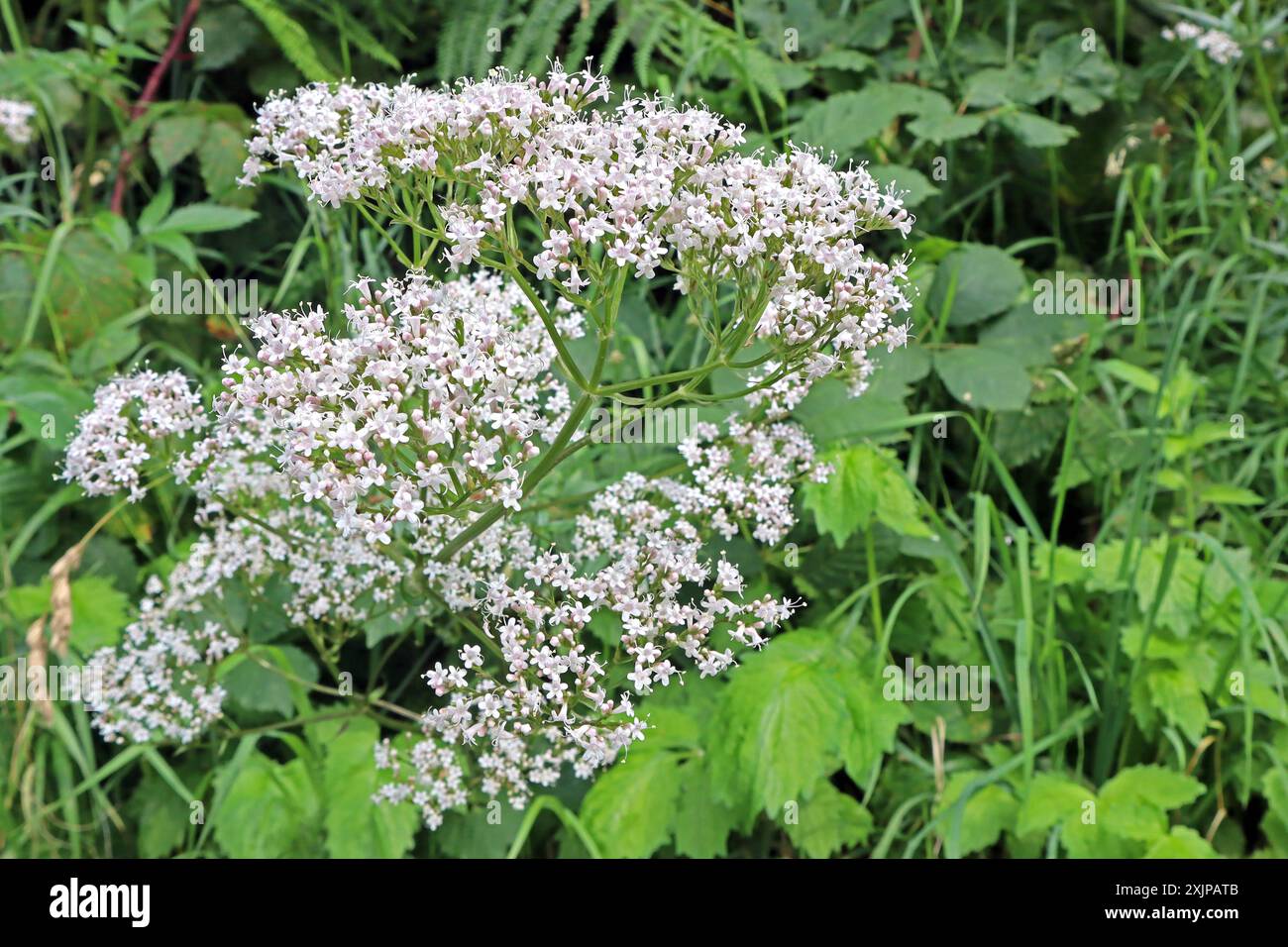 Heilpflanzen in der Landschaft Der Echte Baldrian, auch Arznei Baldrian ...