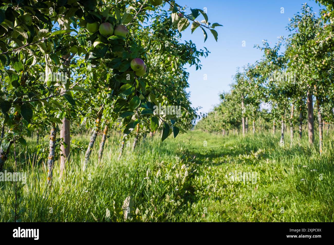 Apple Farm Garden