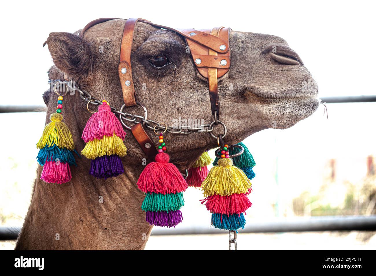 Somali camel Cut Out Stock Images & Pictures - Alamy