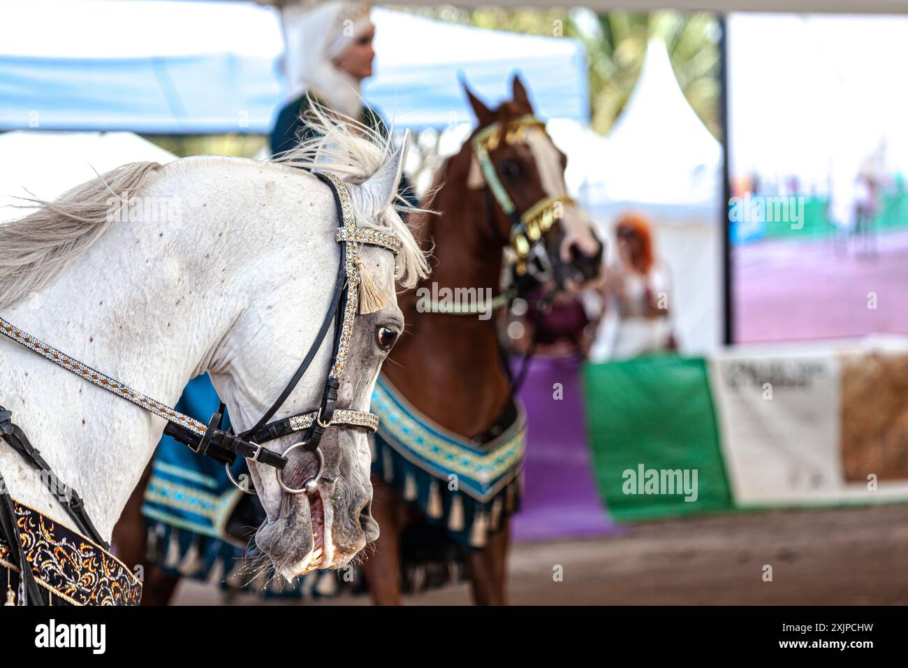 Arabian charger hi-res stock photography and images - Alamy