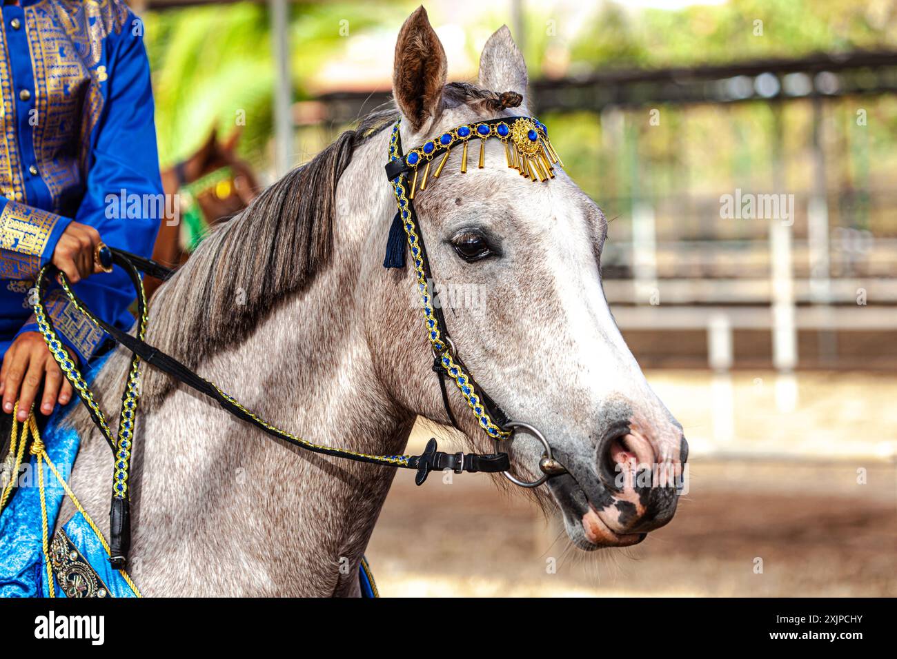 Arab horseman on horseback Stock Photo - Alamy