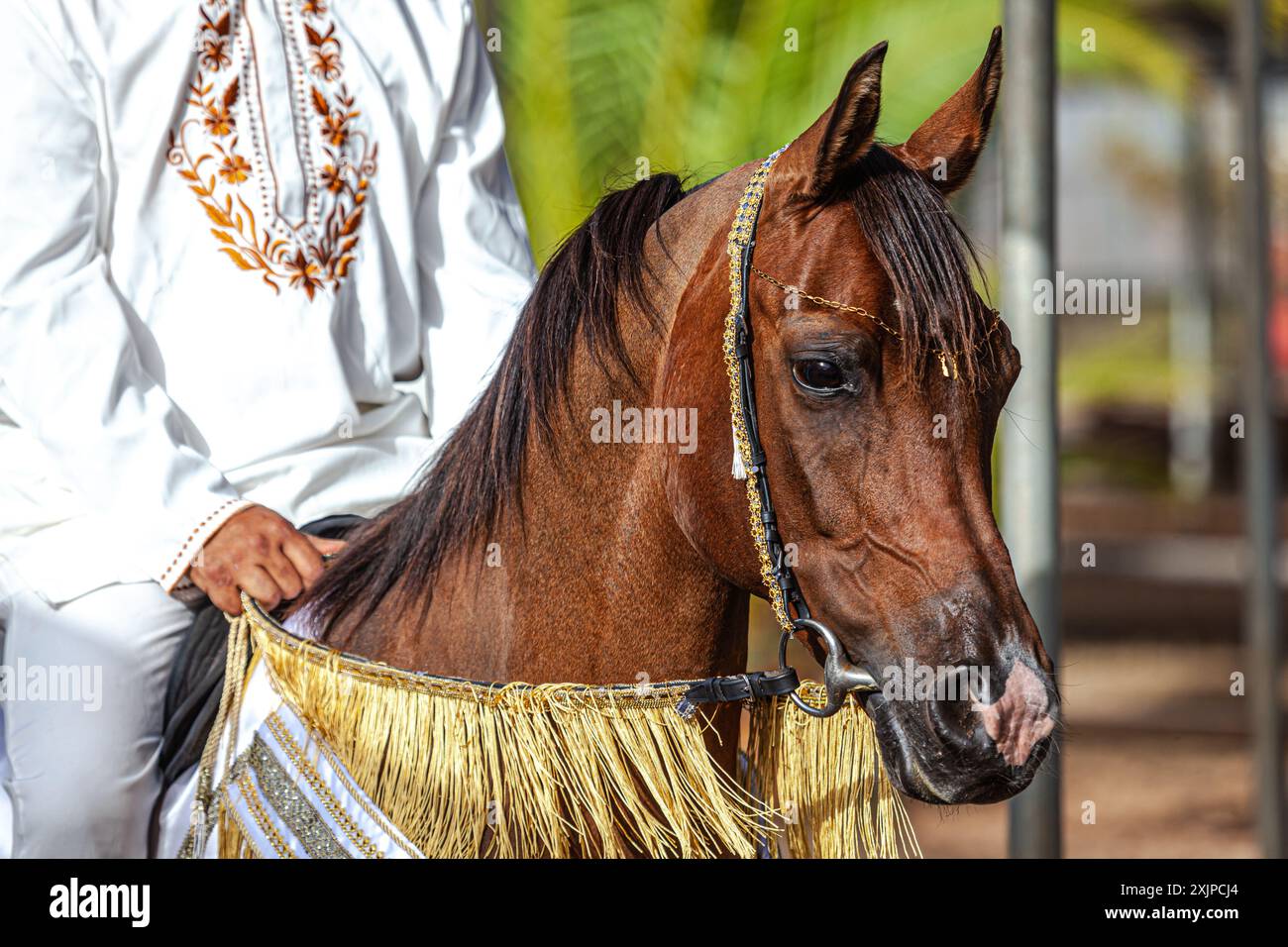 Arab horseman on horseback Stock Photo - Alamy