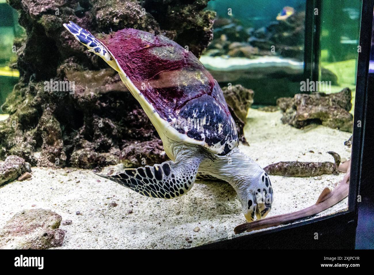 Odessa, Ukraine, July 19, 2024 Modern Odessa Aquarium with a wide ...