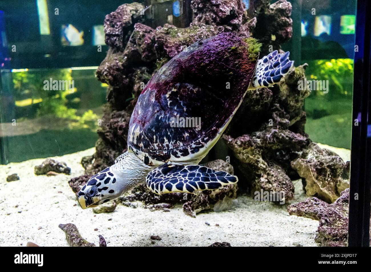 Odessa, Ukraine, July 19, 2024 Modern Odessa Aquarium with a wide ...