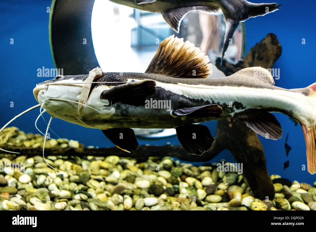 Odessa, Ukraine, July 19, 2024 Modern Odessa Aquarium with a wide ...