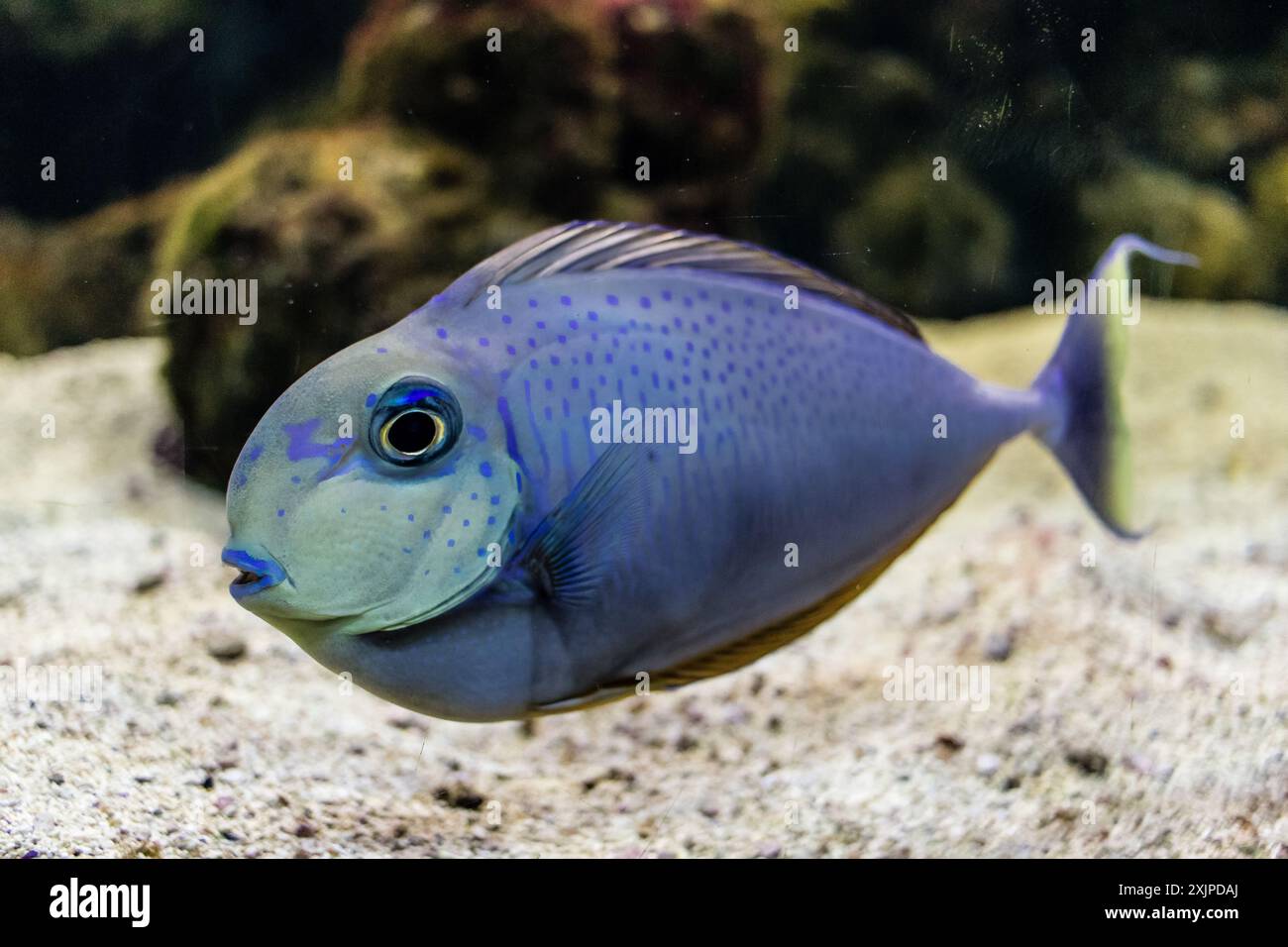 Odessa, Ukraine, July 19, 2024 Modern Odessa Aquarium with a wide ...