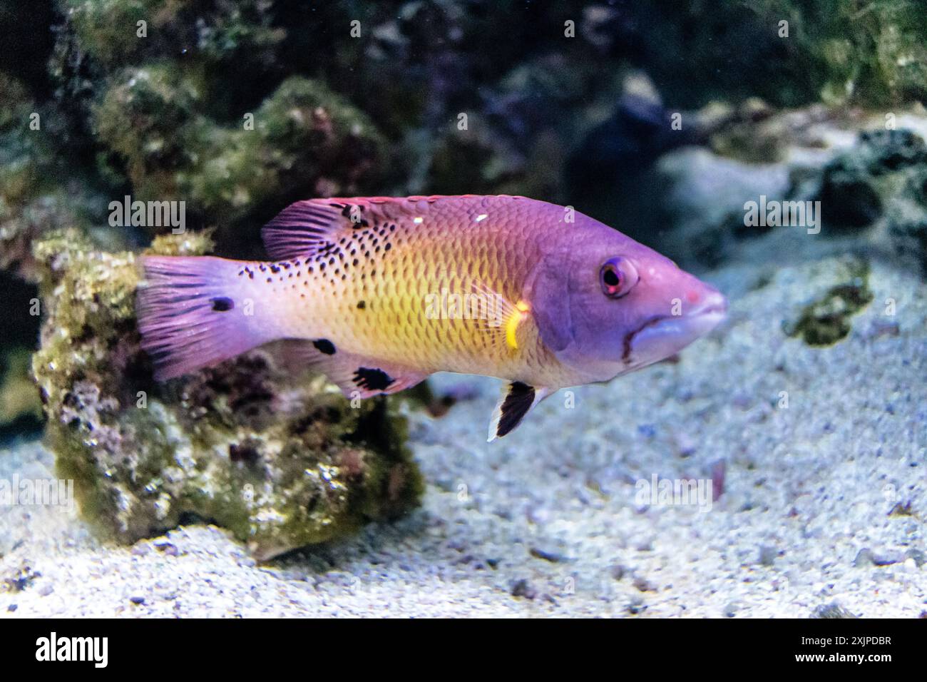 Odessa, Ukraine, July 19, 2024 Modern Odessa Aquarium with a wide ...