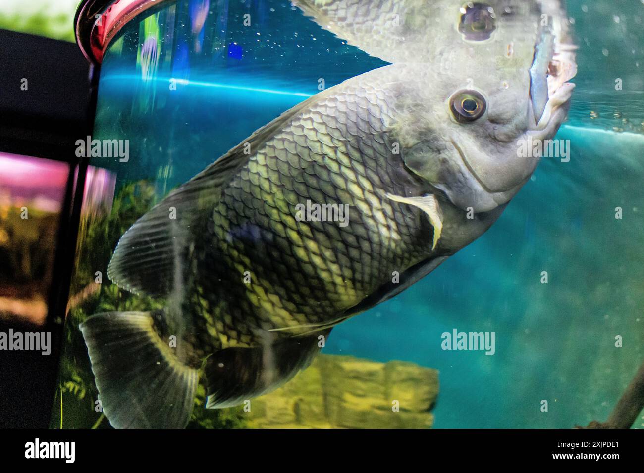 Odessa, Ukraine, July 19, 2024 Modern Odessa Aquarium with a wide ...